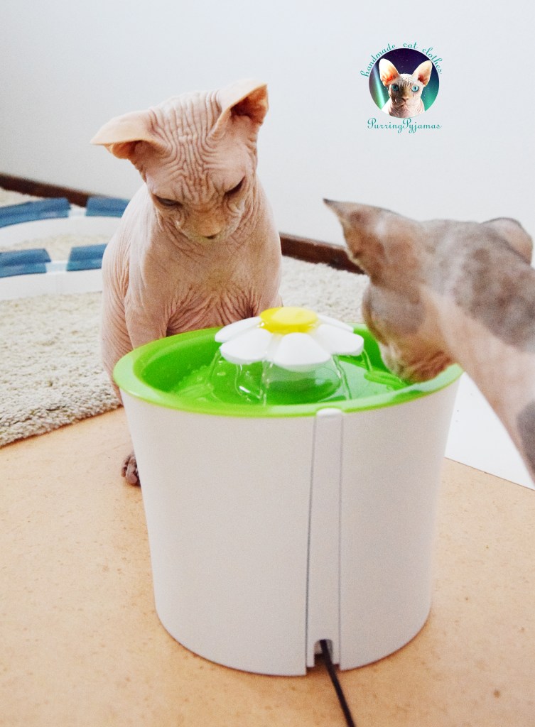 sphynx cats | Purring Pyjamas