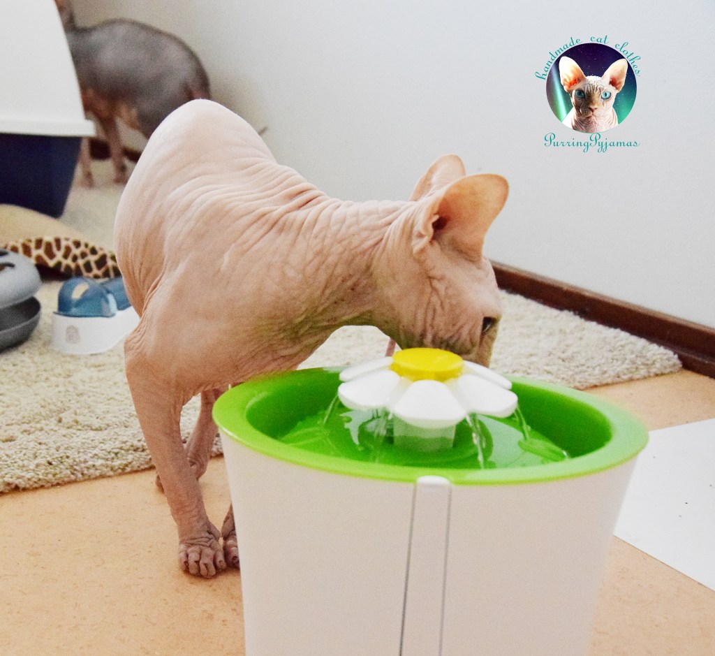 sphynx cats | Purring Pyjamas