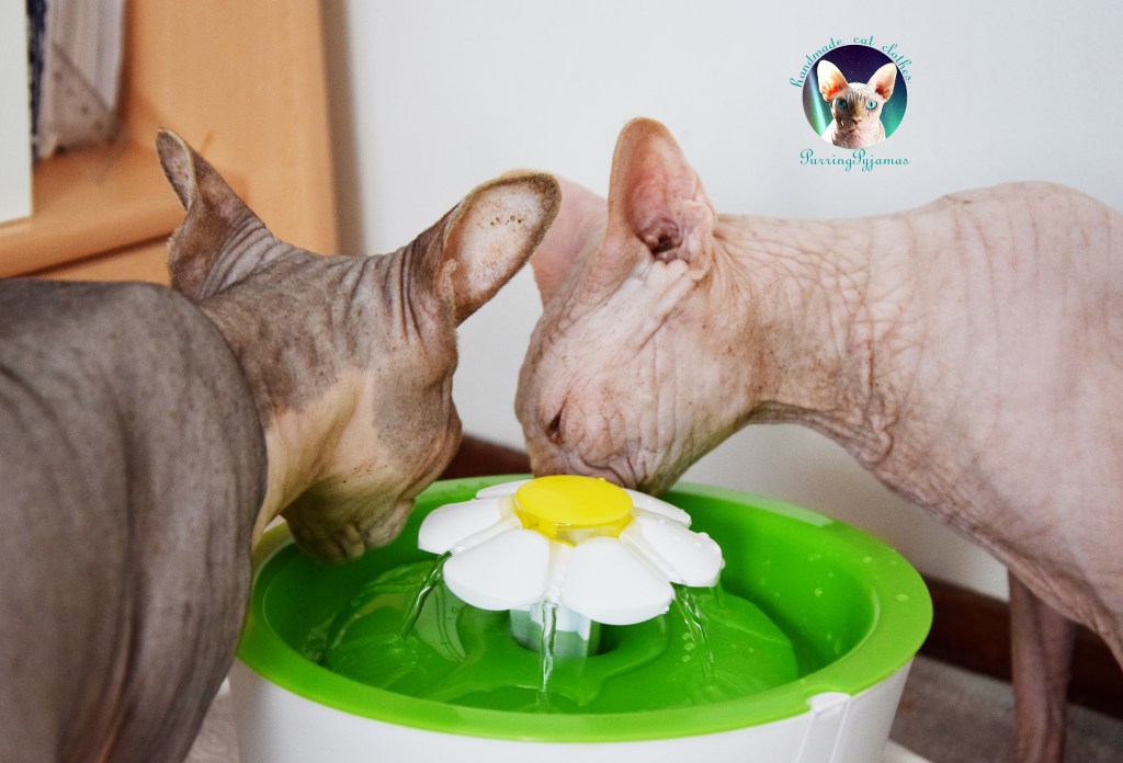 sphynx cats | Purring Pyjamas