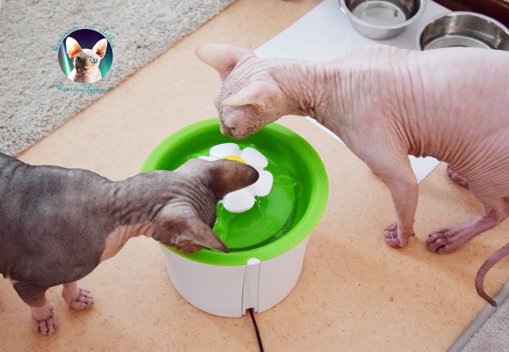 sphynx cats | Purring Pyjamas