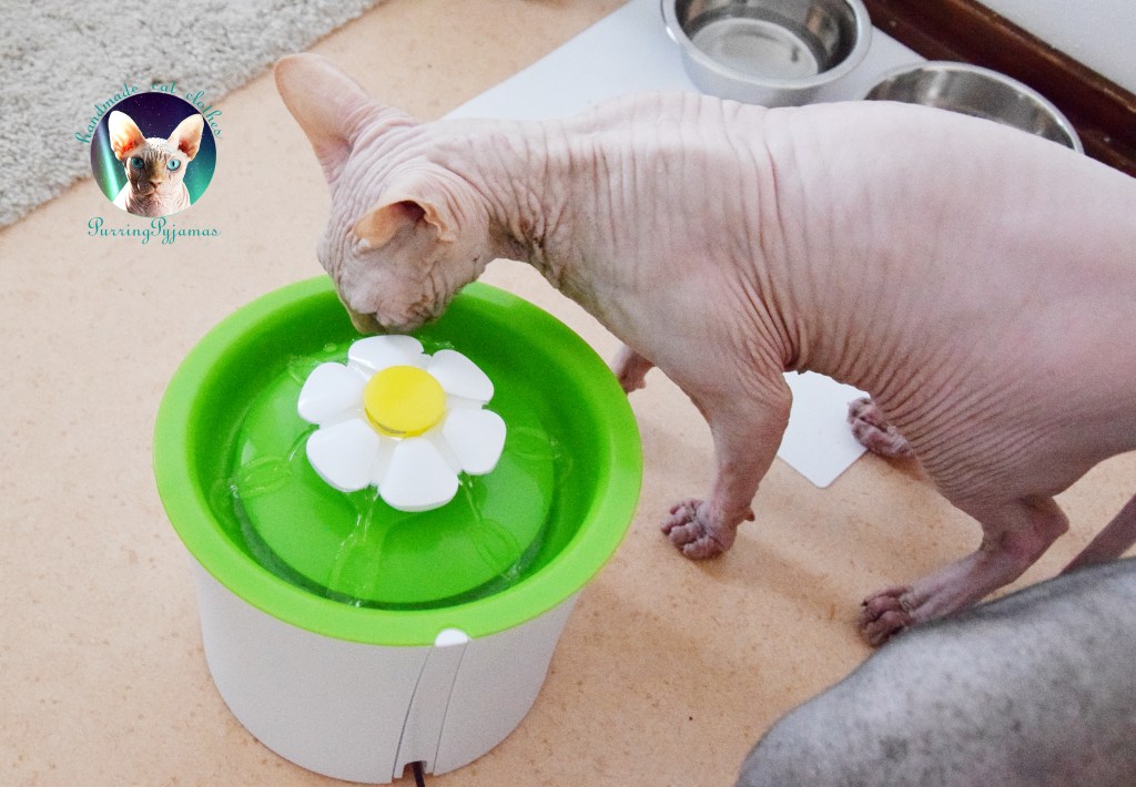 sphynx cats | Purring Pyjamas