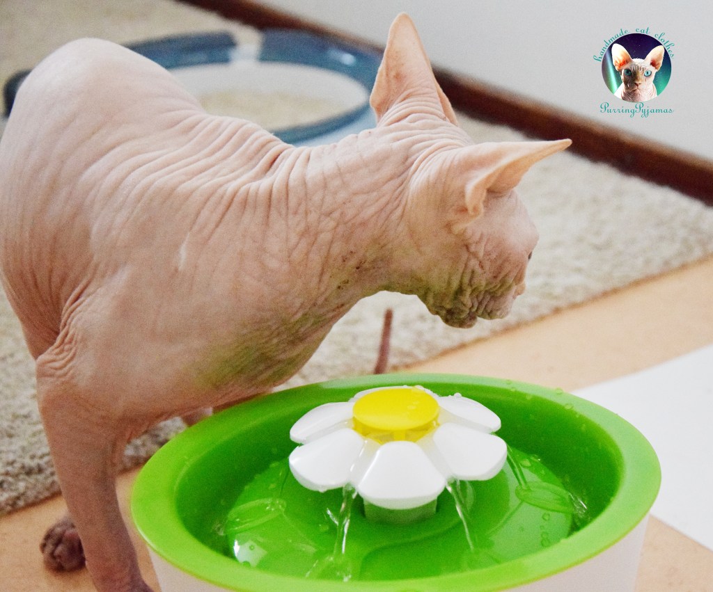 sphynx cats | Purring Pyjamas